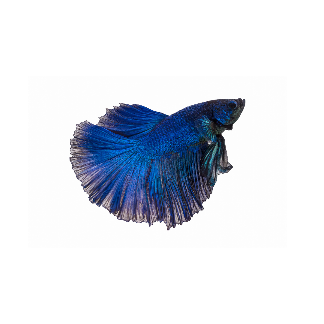 Poisson – Animalerie les Rivières